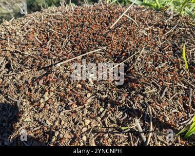 Western Mound Ant (Formica integroides Stock Photo - Alamy