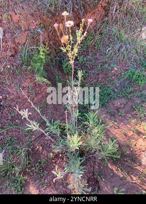 California Aster (Corethrogyne filaginifolia Stock Photo - Alamy