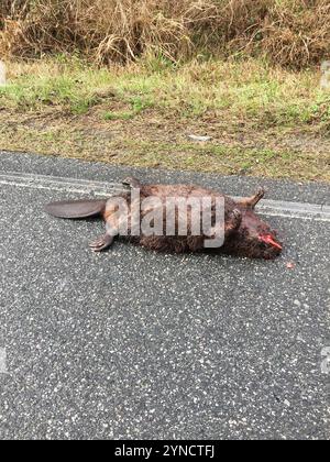 Carolina Beaver (Castor canadensis carolinensis Stock Photo - Alamy