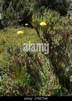 button everlasting (Coronidium scorpioides Stock Photo - Alamy