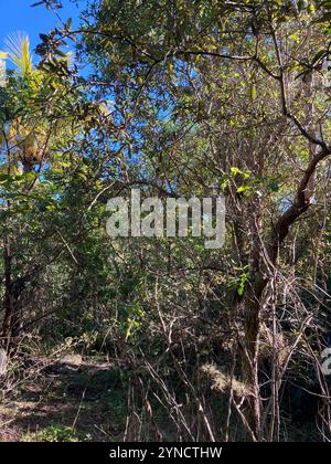 sand live oak (Quercus geminata Stock Photo - Alamy