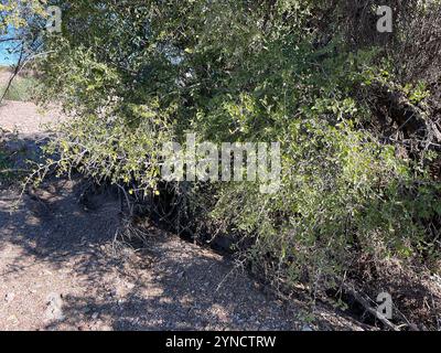 spiny hackberry (Celtis pallida Stock Photo - Alamy