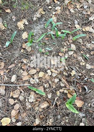 Rein Orchids (Piperia Stock Photo - Alamy