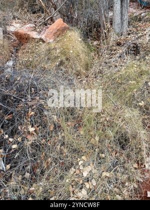Bush Muhly (Muhlenbergia porteri Stock Photo - Alamy