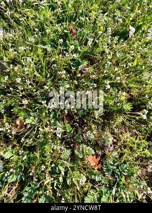 Shining Pepperweed (Lepidium nitidum Stock Photo - Alamy