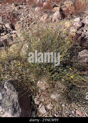 shrubby deervetch (Acmispon rigidus Stock Photo - Alamy