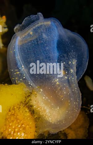 Brooding transparent tunicate Corella inflata, Discovery Passage Quadra ...