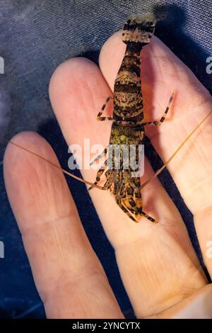 Barred Shrimp, Heptacarpus pugettensis, in Shilshole Bay Marina on ...