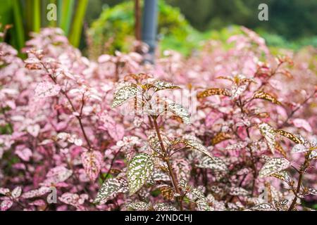 Splash White Hypoestes phyllostachya in brown pot with pink background ...