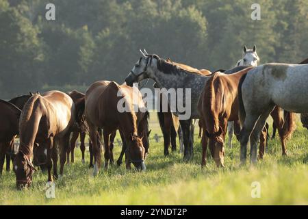 Mares in the pasture on a sunny morning Stock Photo - Alamy