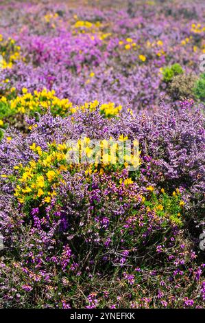 Purple Bell Heather, yellow Western Gorse and Ling on Selworthy Beacon ...
