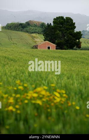 spring countryside landscape of Sicily verdant field of wheat, wild ...
