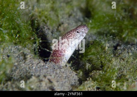 Tide-Pool Snake Moray, Uropterygius micropterus, in hole, Happy Ending ...