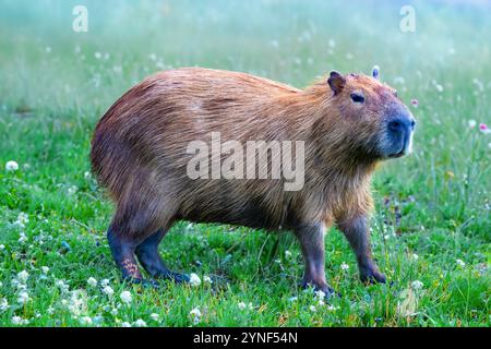 Wild capybara tropical south american portrait Stock Photo - Alamy