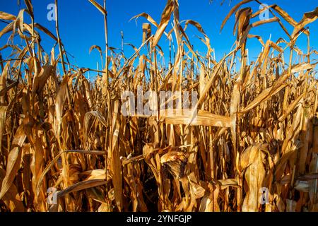 Wisconsin cornfield in November ready to harvest, horizontal Stock ...
