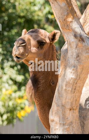 Brown large camel sitting on the sand Stock Photo - Alamy