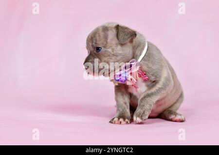 Healthy lilac brindle French Bulldog with long snout, natural tail and ...