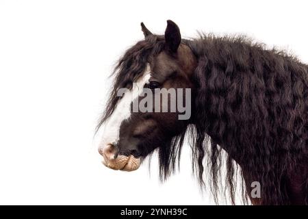 Portrait of miniature tinker ponies isolated on white background Stock ...