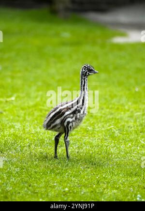 Young emu. Flightless ratite. Dromaius novaehollandiae Stock Photo - Alamy