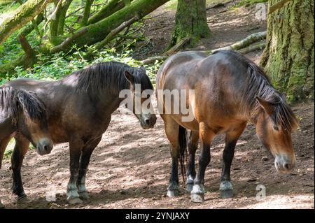 Exmoor ponies grazing in a shaded woodland area near Selworthy, the ...