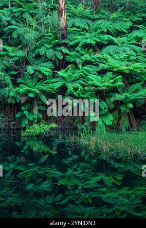 Australia, Victoria, Barwon Downs,Great Otway, National Park, Lake ...