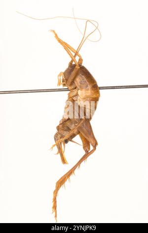 Camel Crickets (Ceuthophilus Stock Photo - Alamy