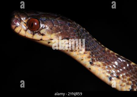 Asian Slug Snake (Asthenodipsas vertebralis Stock Photo - Alamy