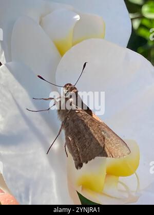 Monk Skipper (Choranthus capucinus Stock Photo - Alamy
