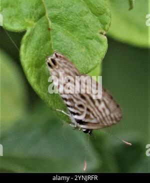 Common Blue Complex (Leptotes pirithous Stock Photo - Alamy