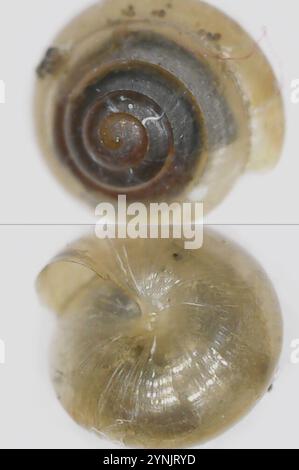 Tawny Glass-snail (Euconulus fulvus) Mollusca Stock Photo - Alamy