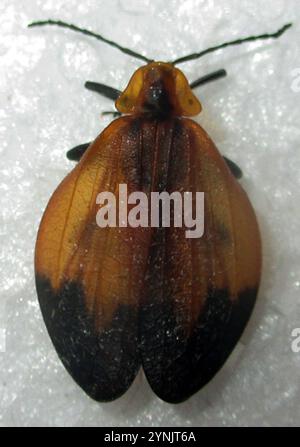 Netwing Beetles (Lycus Stock Photo - Alamy