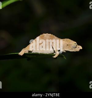 Marshall's Pygmy Chameleon (Rhampholeon marshalli Stock Photo - Alamy