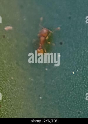 Little Fire Ant (Wasmannia auropunctata Stock Photo - Alamy