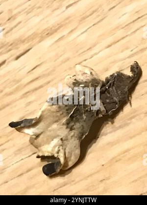 Blacksaddle pelt lichen (Peltigera neckeri) Fungi Stock Photo - Alamy