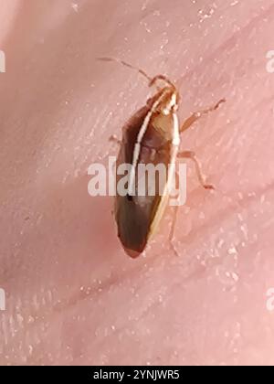 Linear sedge shield bug (Rhopalimorpha lineolaris Stock Photo - Alamy