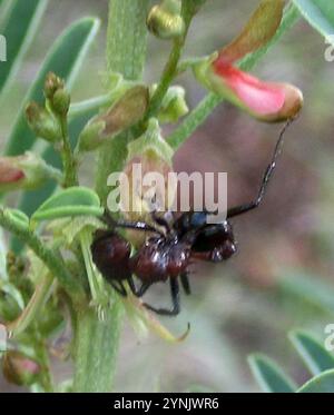 (Indigofera cryptantha cryptantha Stock Photo - Alamy