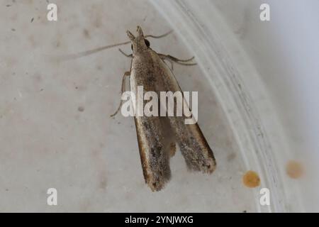 Soybean Webworm Moth (Mesophleps adustipennis Stock Photo - Alamy