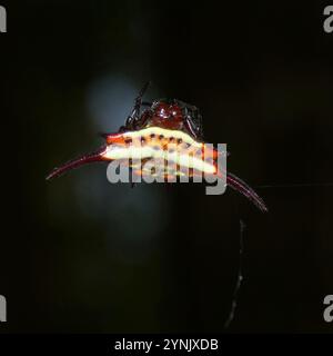 Longhorn Kitespider (Gasteracantha milvoides Stock Photo - Alamy