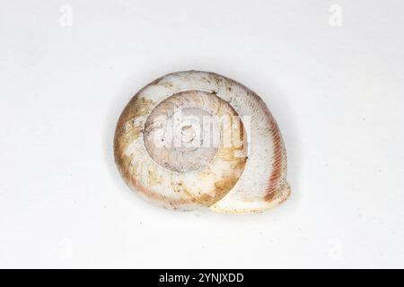 Broad-banded Forestsnail (Allogona profunda Stock Photo - Alamy