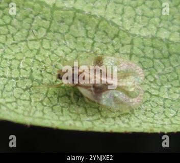 Rhododendron lace bug (Stephanitis rhododendri), sitting on al leaf ...