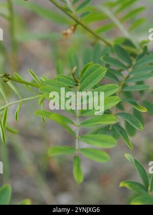 South African hoarypea (Tephrosia noctiflora Stock Photo - Alamy