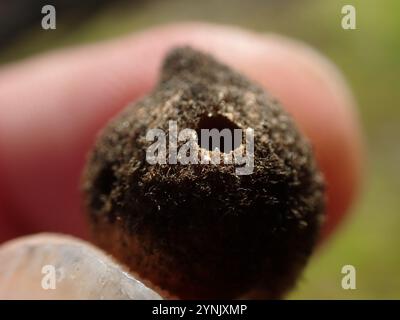 Dried Peach Gall Wasp (Disholcaspis simulata Stock Photo - Alamy
