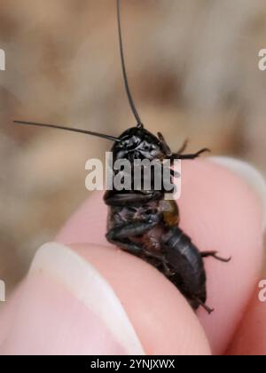 True Crickets and Allies (Grylloidea Stock Photo - Alamy