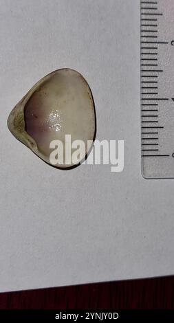 Trigonal Tivela (Tivela mactroides Stock Photo - Alamy