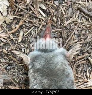 Broad-footed Mole (Scapanus latimanus Stock Photo - Alamy