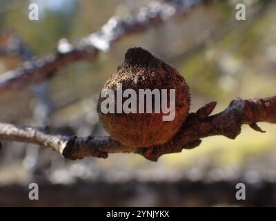 Dried Peach Gall Wasp (Disholcaspis simulata Stock Photo - Alamy