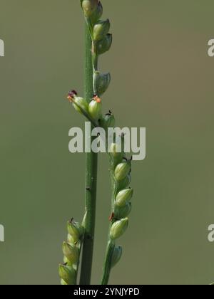 Yellow Watercrown Grass (Setaria flavida Stock Photo - Alamy