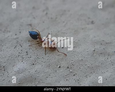 Pine Tree Acrobat Ant (Crematogaster pinicola Stock Photo - Alamy