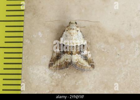 Brown-bar Moth (Maliattha amorpha Stock Photo - Alamy