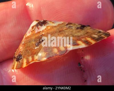 Shield Limpet (Lottia pelta Stock Photo - Alamy